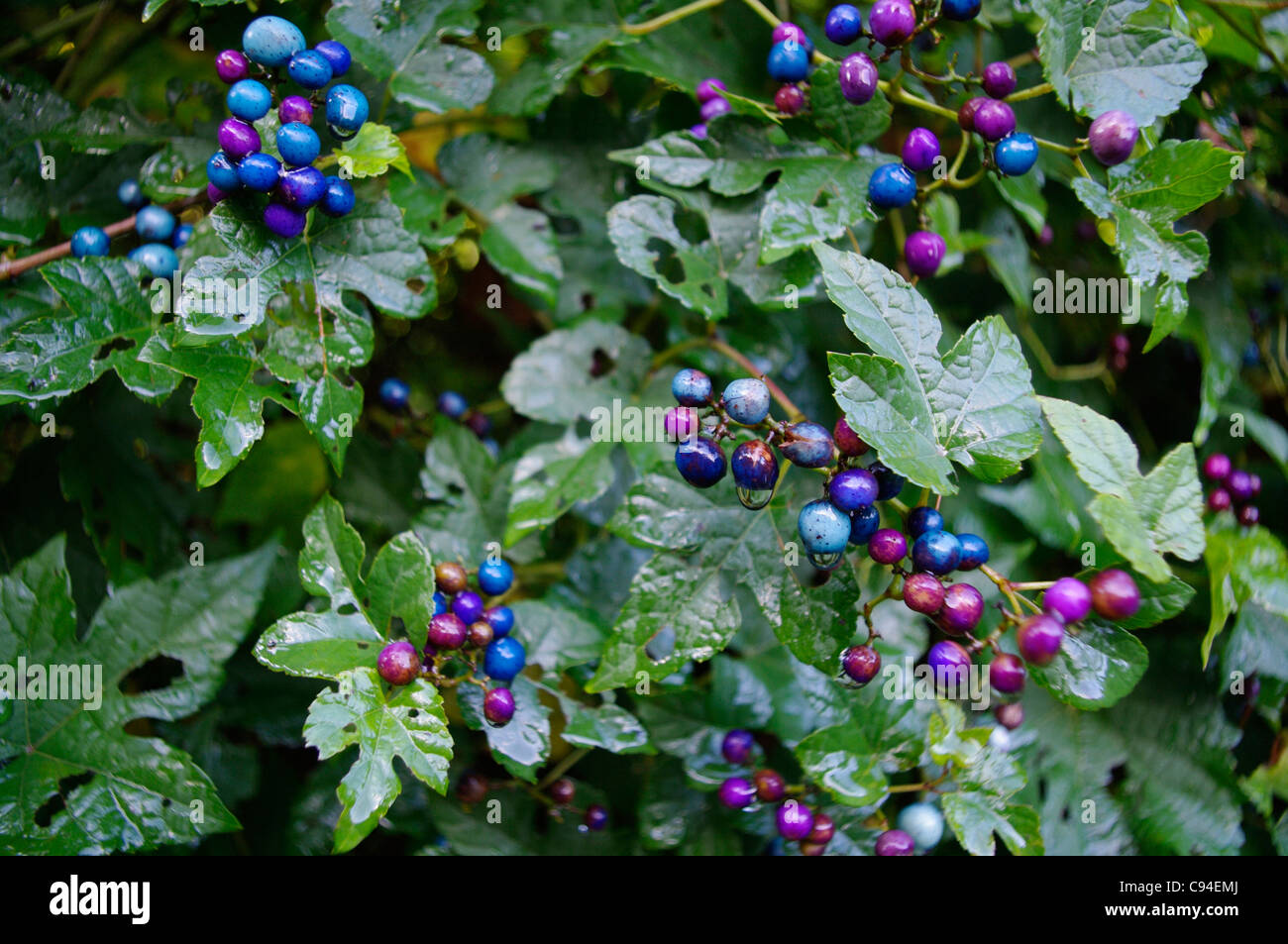 Fuchsia berry hi-res stock photography and images - Alamy