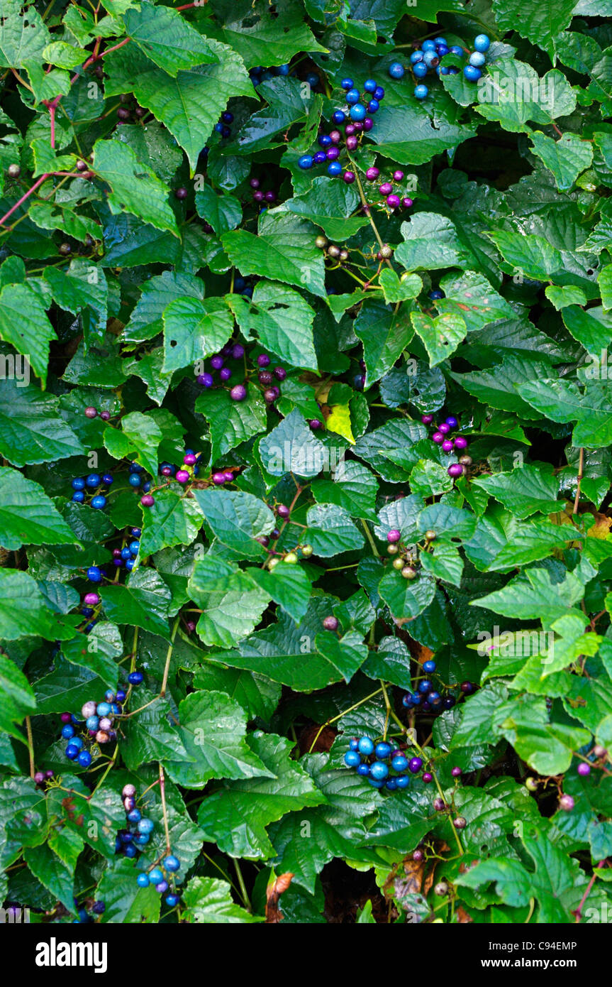 Invasive shrub control hi-res stock photography and images - Alamy