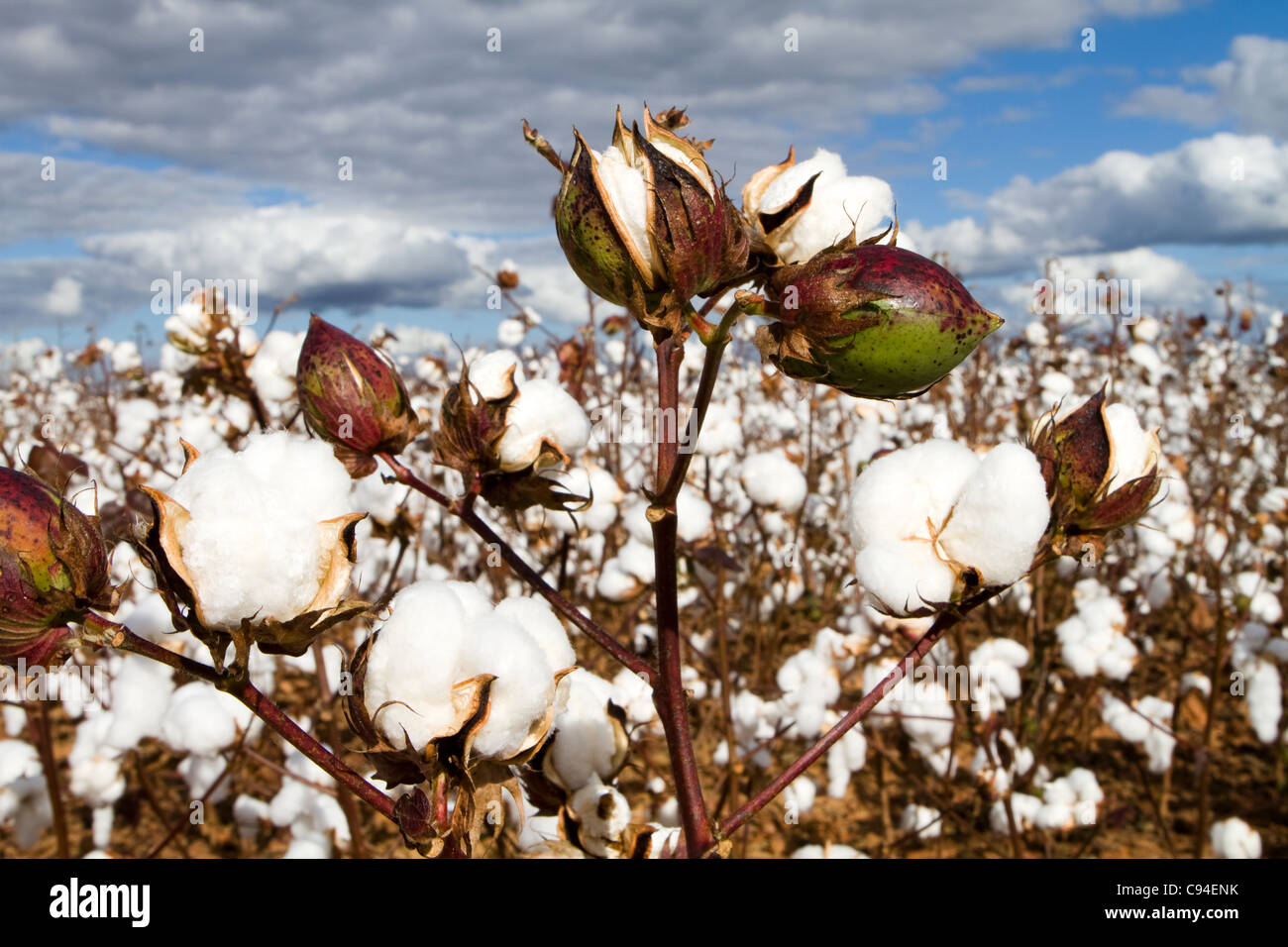 Cotton bolls hi-res stock photography and images - Alamy