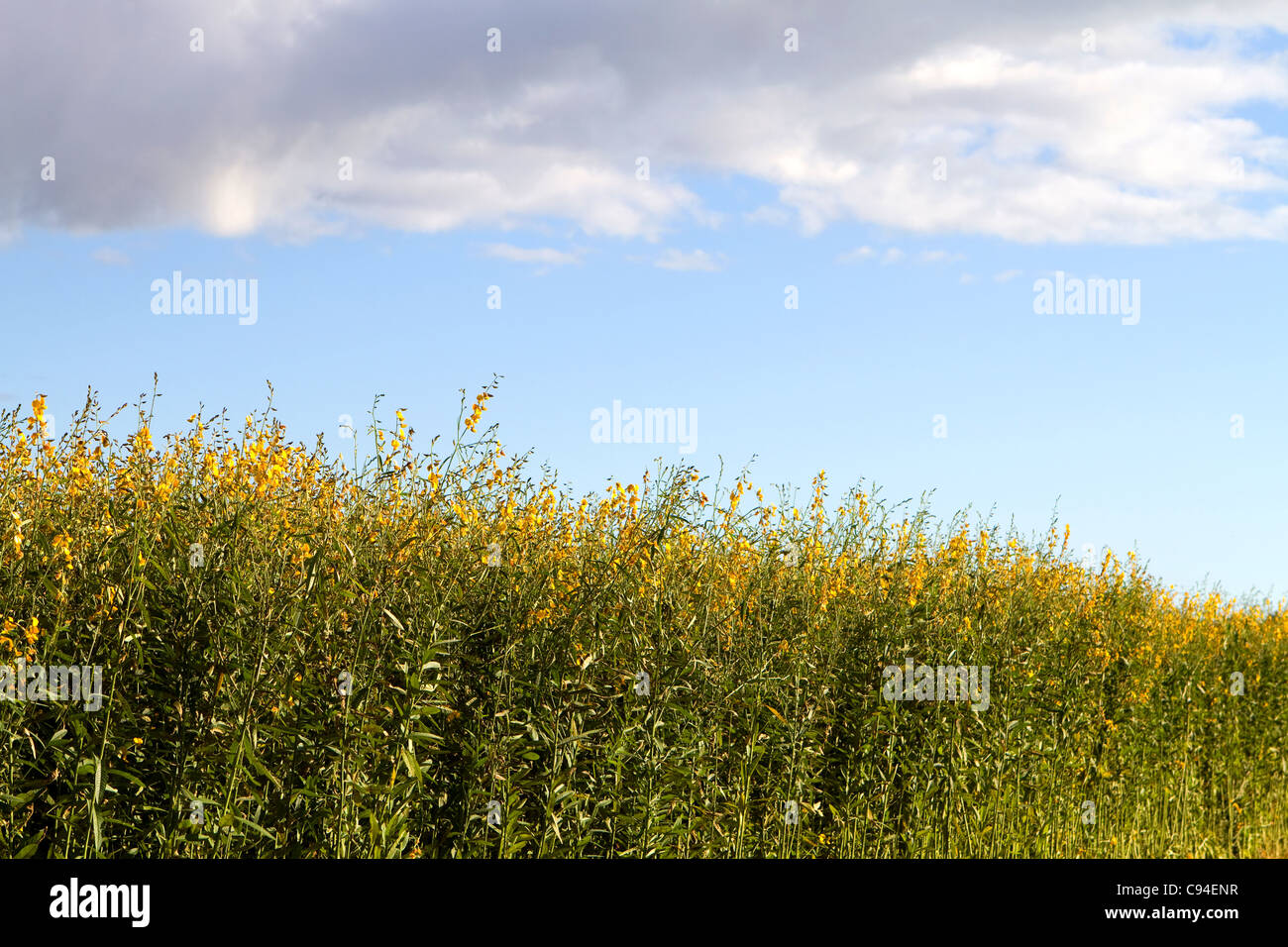 Industrial hemp hi-res stock photography and images - Alamy