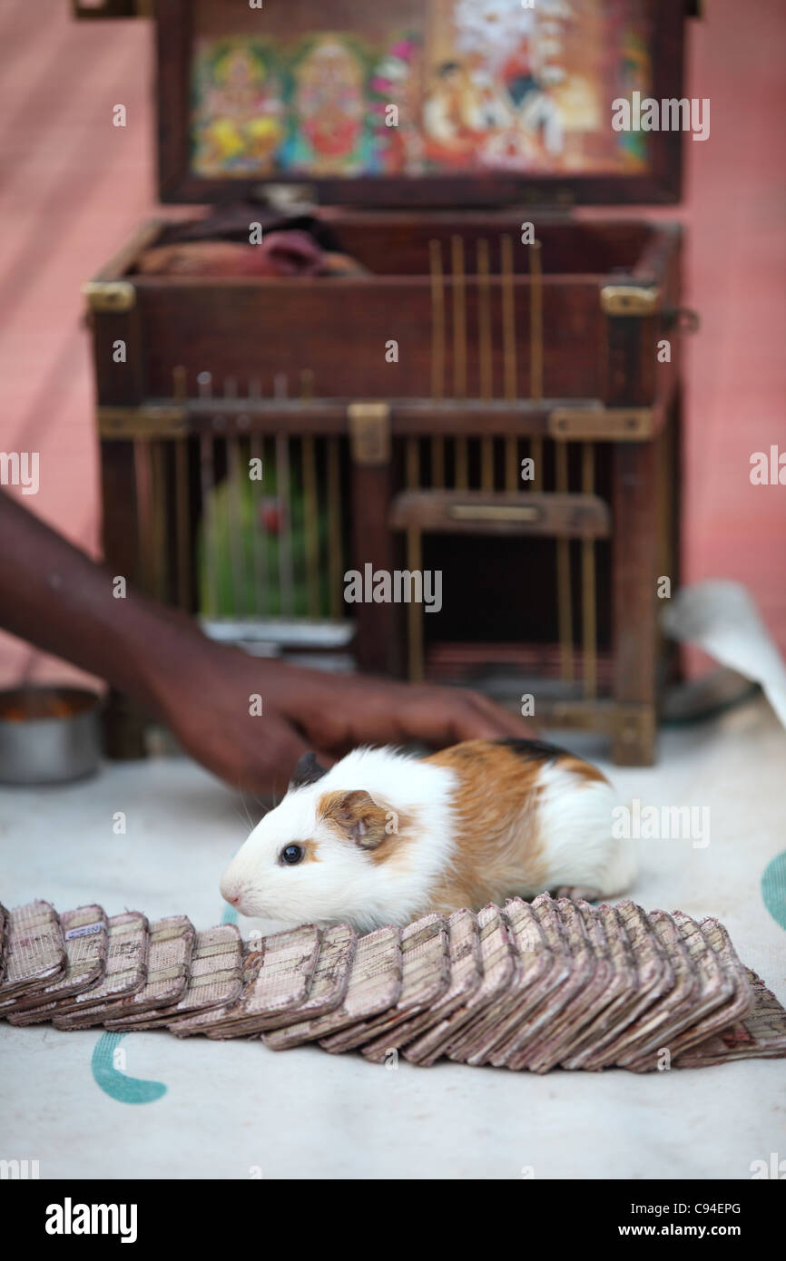 Fortune teller using a hamster Tamil Nadu India Stock Photo - Alamy