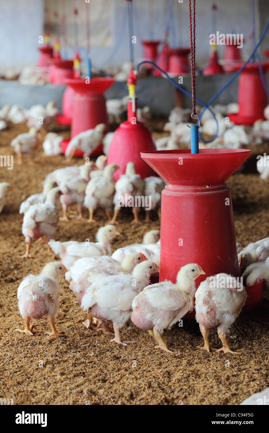 Chicken farming in South India Asia Stock Photo - Alamy
