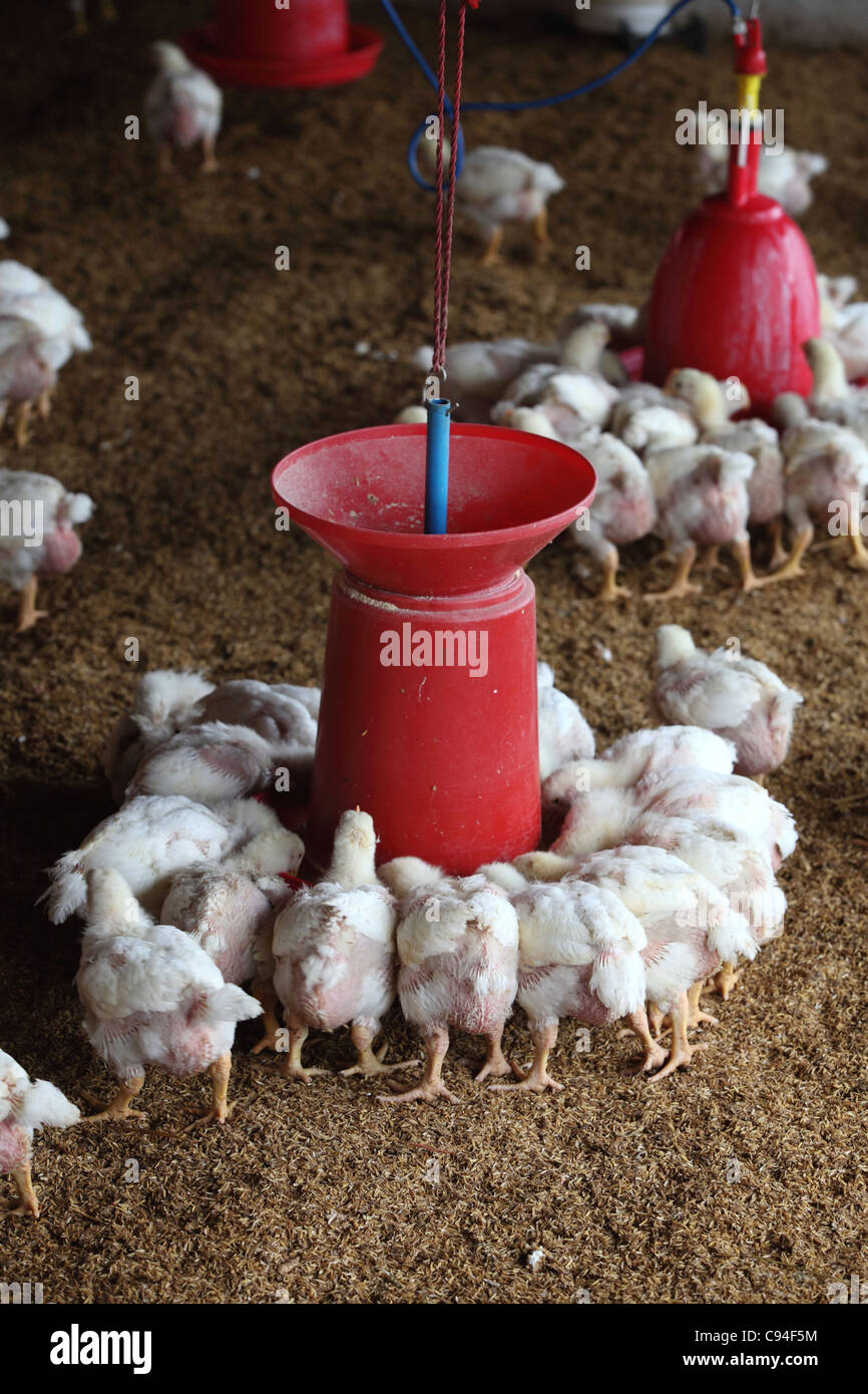 Farming india hi-res stock photography and images - Alamy