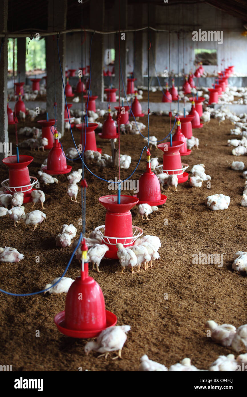 Farming india hi-res stock photography and images - Alamy