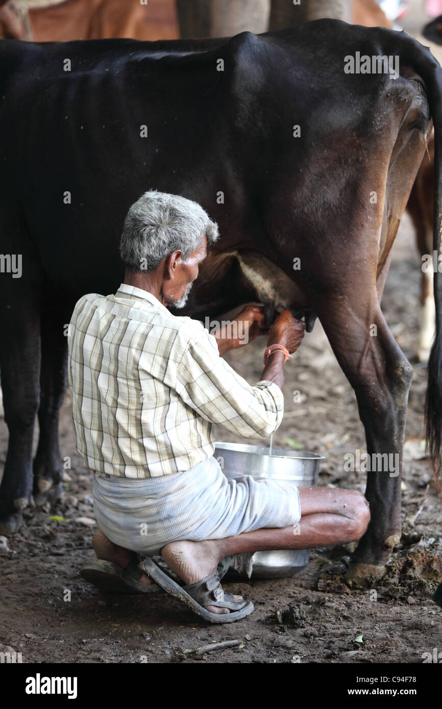 Man milking a cow India Tamil Nadu India Stock Photo - Alamy