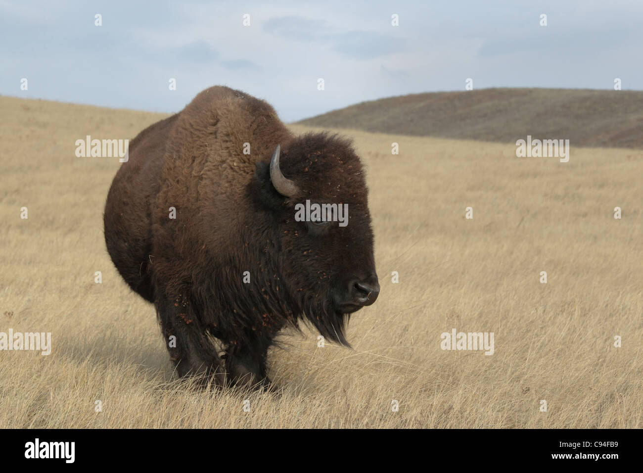 American Bison (Bison bison), Custer State Park Stock Photo - Alamy