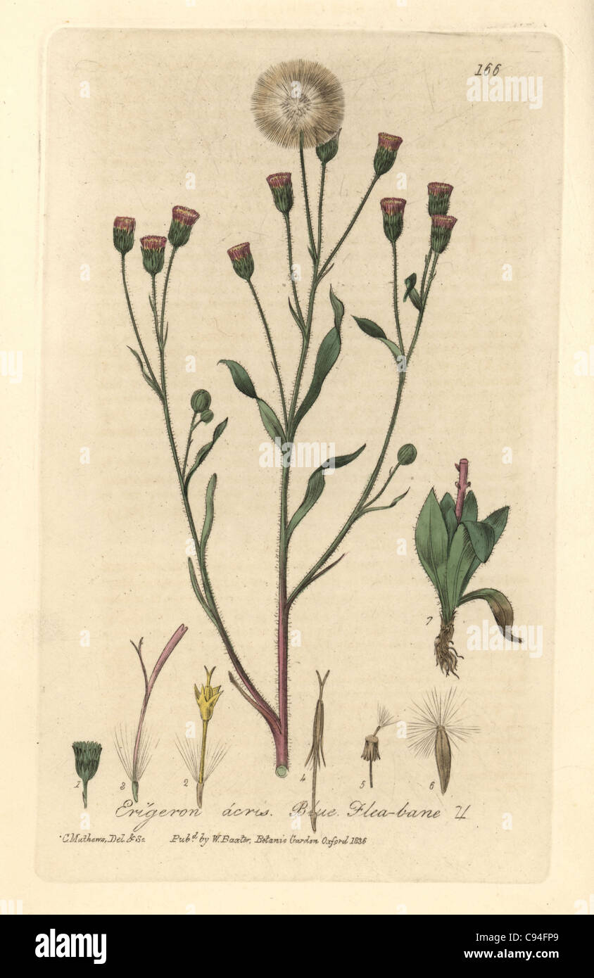 Blue flea-bane, Erigeron acris Stock Photo - Alamy