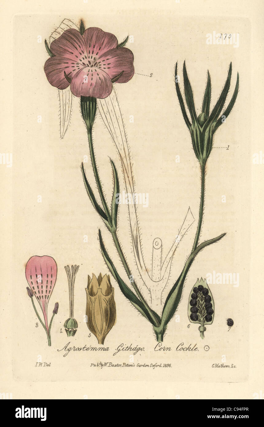Botanical illustration corn cockle hi-res stock photography and images ...