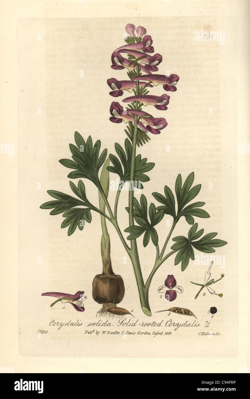 Solid-rooted corydalis, Corydalis solida Stock Photo - Alamy