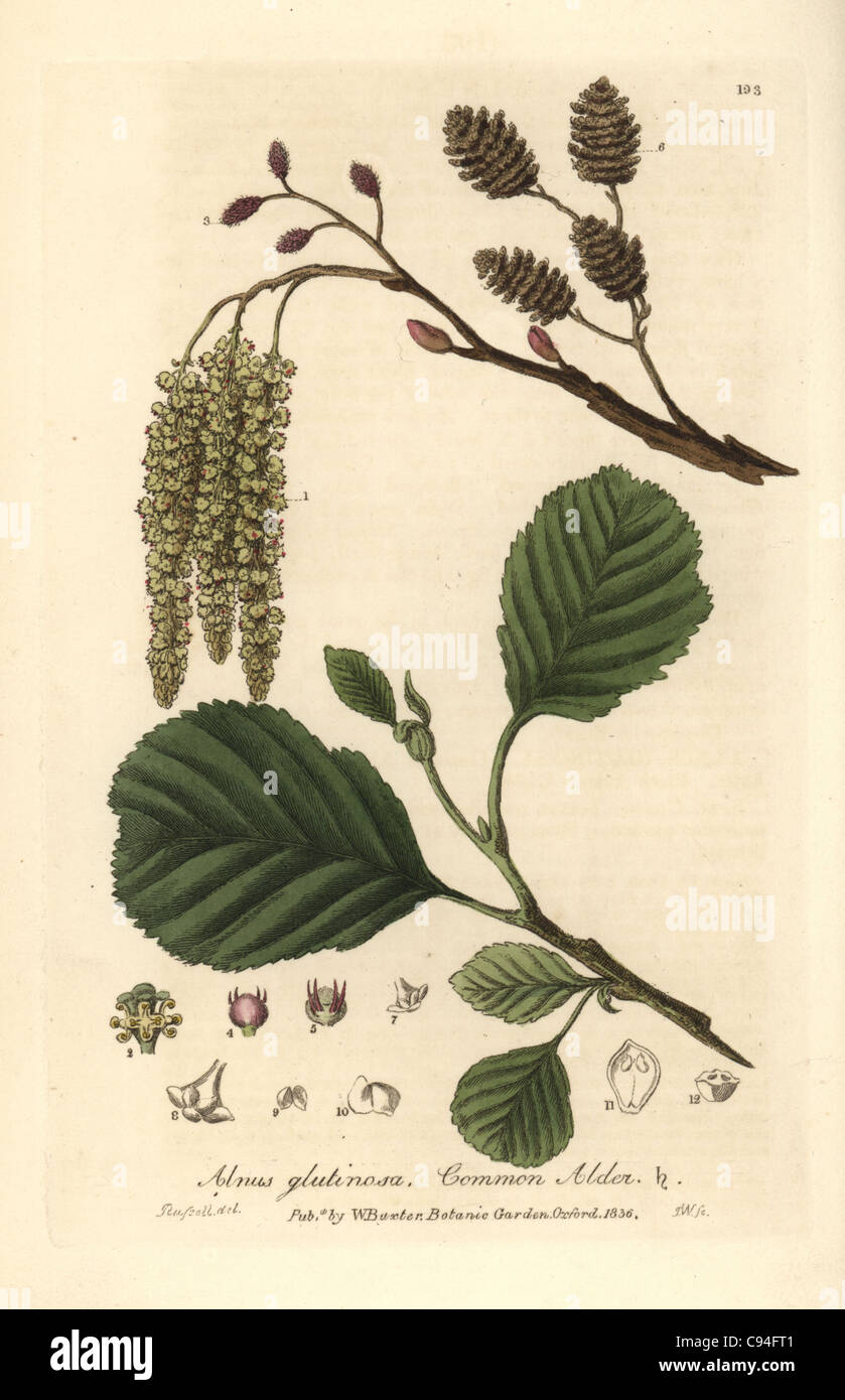 Common or black alder tree, Alnus glutinosa Stock Photo - Alamy