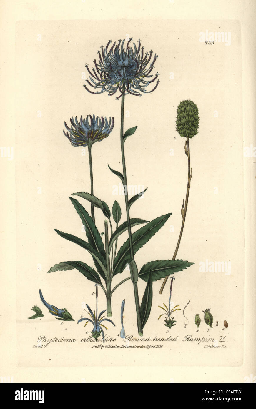 Round headed rampion phyteuma orbiculare hi-res stock photography and ...