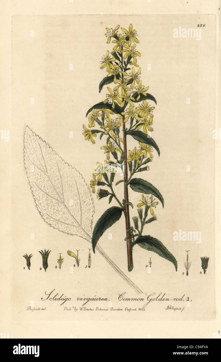 Goldenrod flower drawing hi-res stock photography and images - Alamy