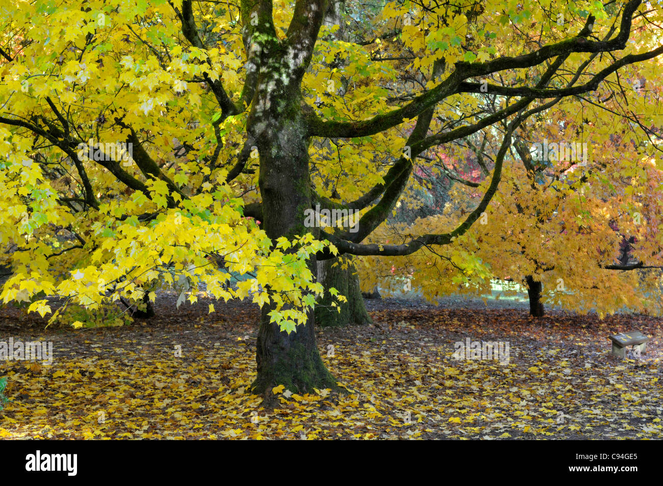 Cappadocian Maple: Acer cappadocicum Stock Photo - Alamy