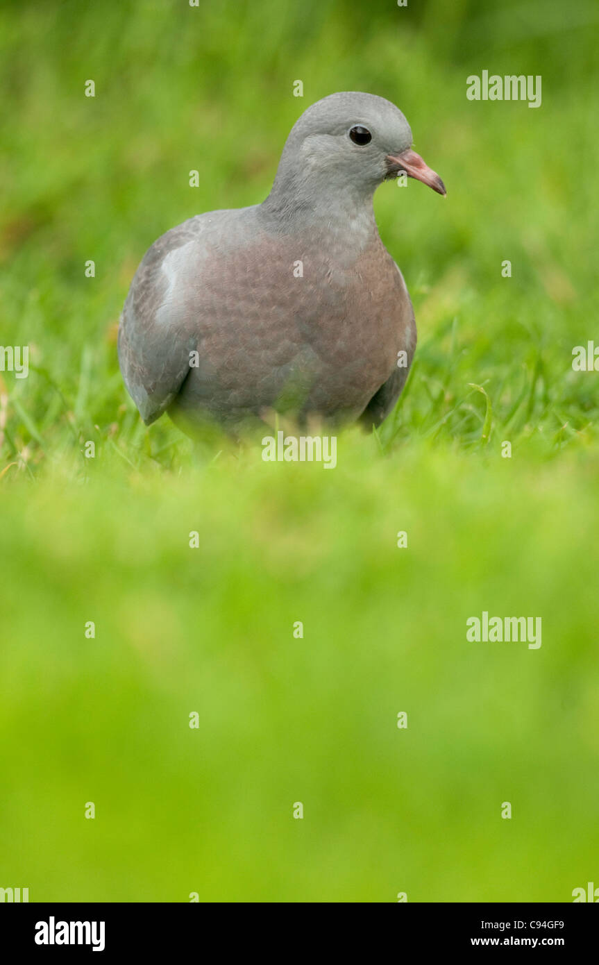 Stock dove on grass Stock Photo - Alamy