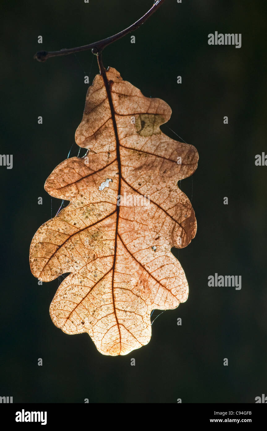 Common Oak: Quercus robur. Leaf in autumn Stock Photo - Alamy