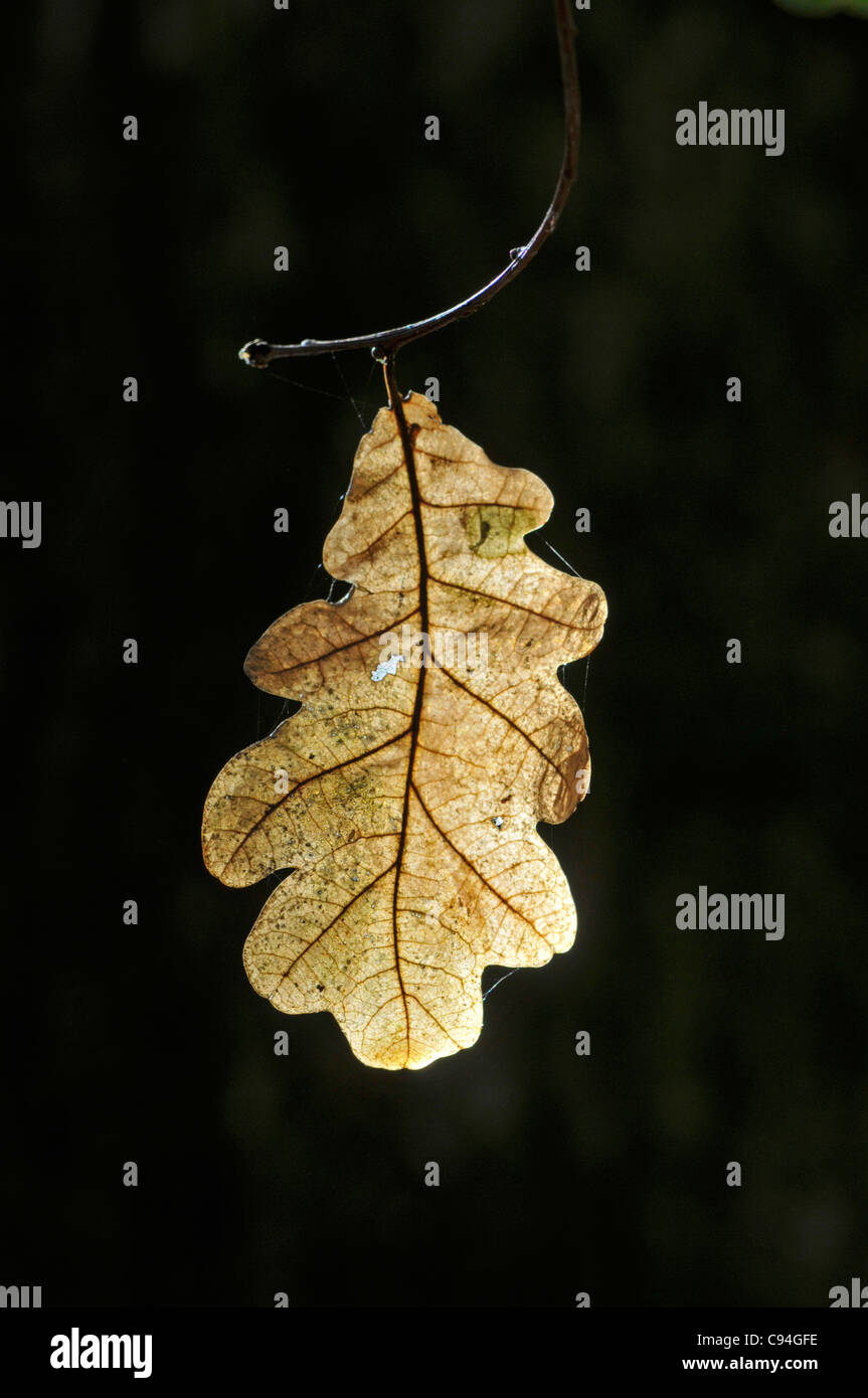 Common Oak: Quercus robur. Leaf in autumn Stock Photo - Alamy
