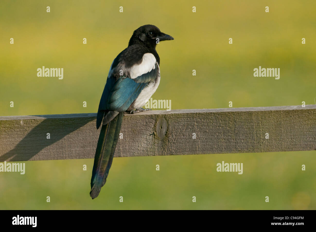 Magpie (pica pica) perched on a fence Stock Photo - Alamy