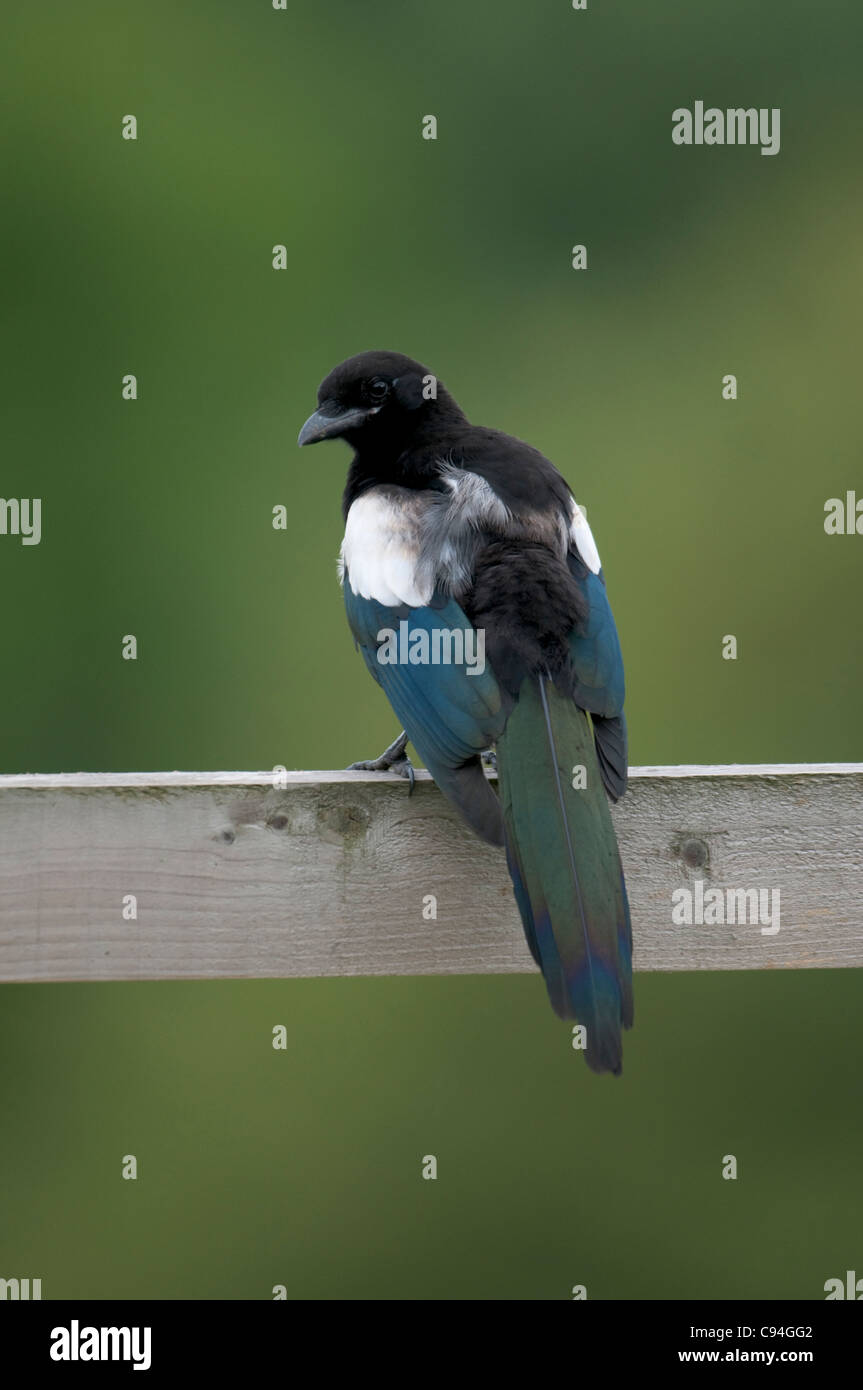 Magpie fence hi-res stock photography and images - Alamy