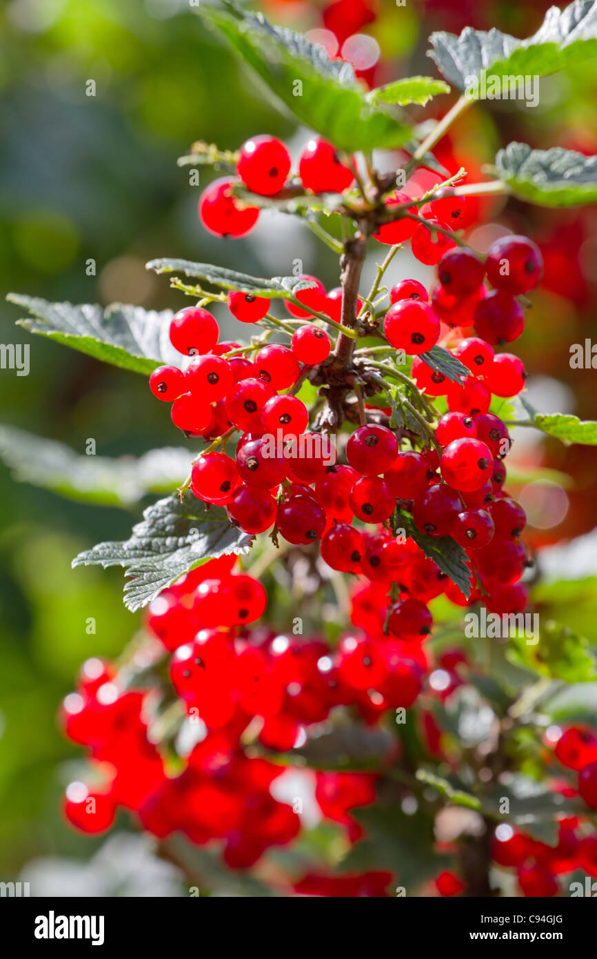 Bunch fresh cranberries hi-res stock photography and images - Alamy