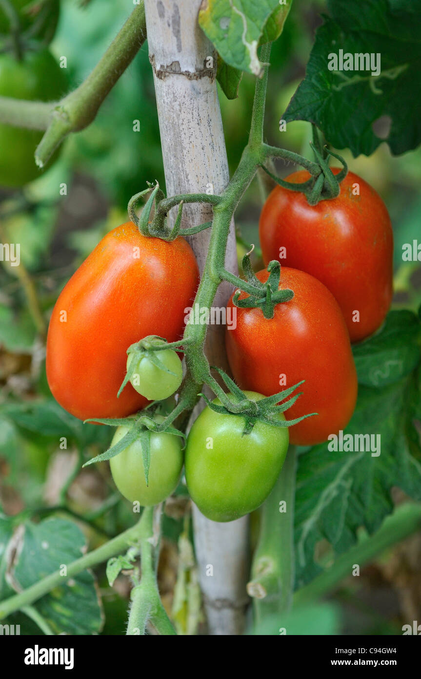 Italian tomatoes growing on the vine Stock Photo - Alamy