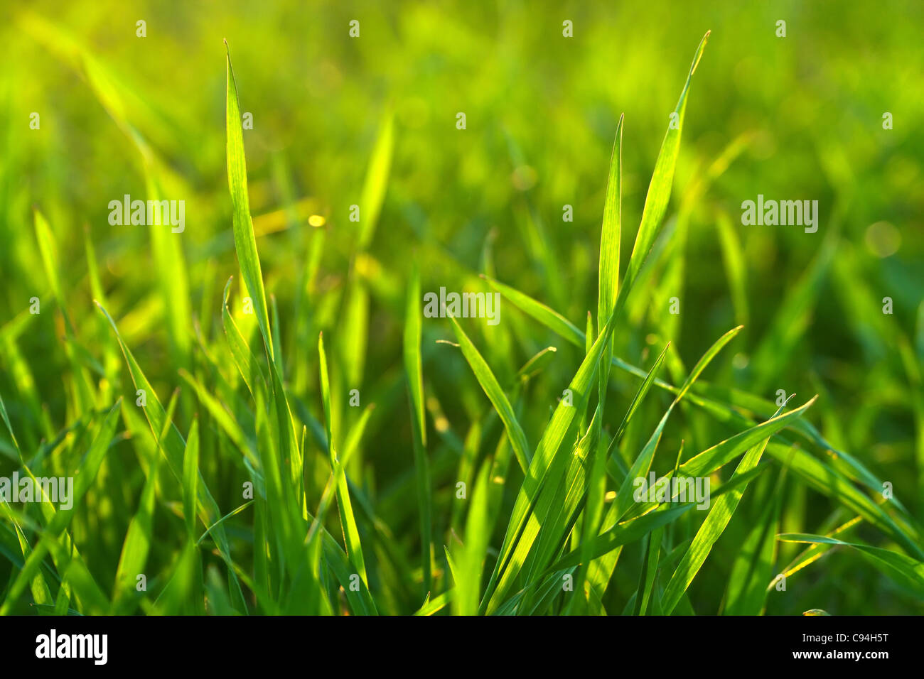 Bright vibrant green grass close-up Stock Photo - Alamy