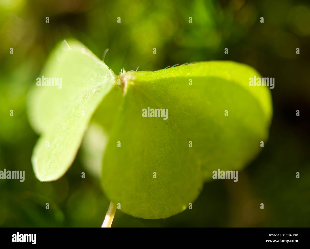 Leaf like butterfly hi-res stock photography and images - Alamy
