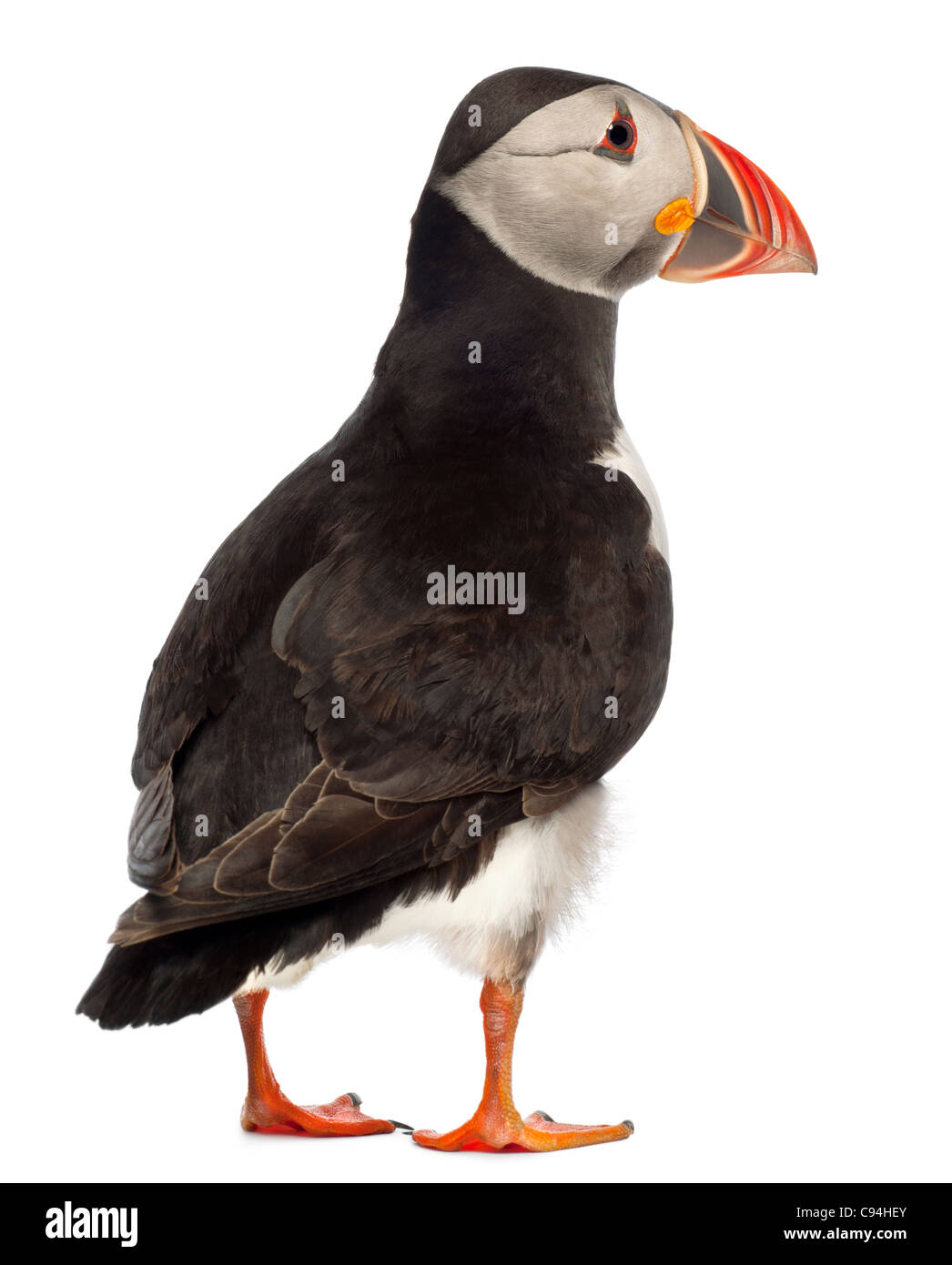 Side view of puffin Cut Out Stock Images & Pictures - Alamy