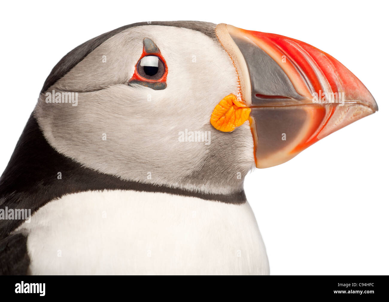 Close-up of Atlantic Puffin or Common Puffin, Fratercula arctica, in ...