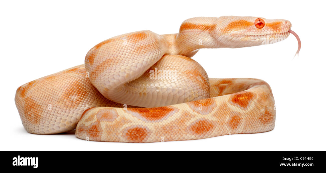 Albinos Boa constrictor, Boa constrictor, 2 months old, in front of ...