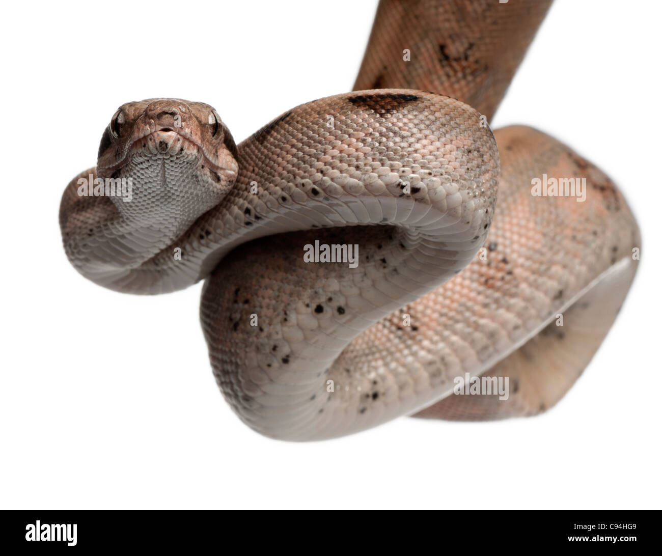 Boa constrictor hi-res stock photography and images - Alamy