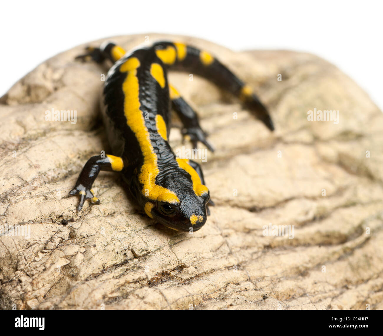 Fire salamander on rock, Salamandra salamandra, in front of white ...