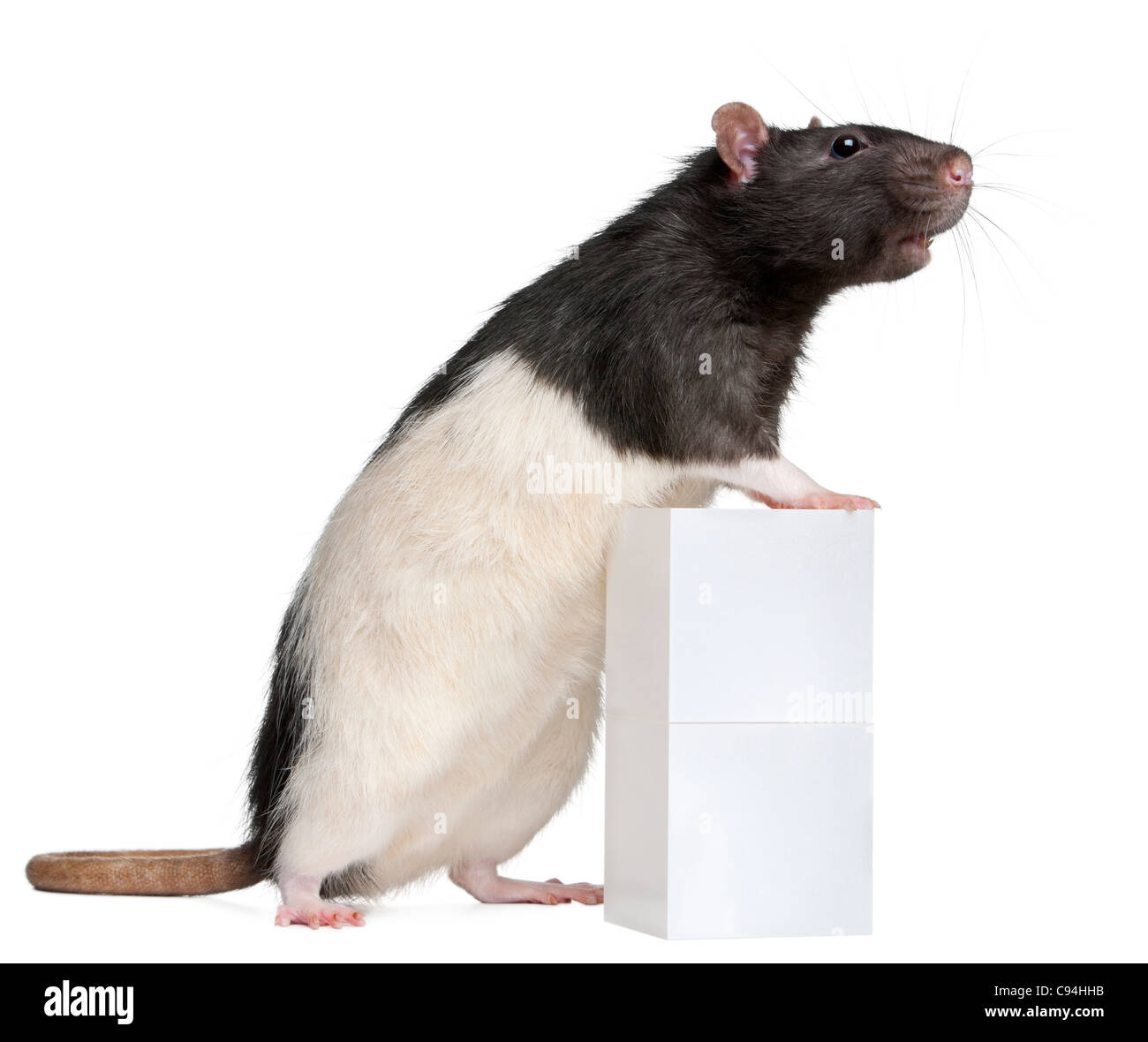 Standing Rat High Resolution Stock Photography and Images - Alamy