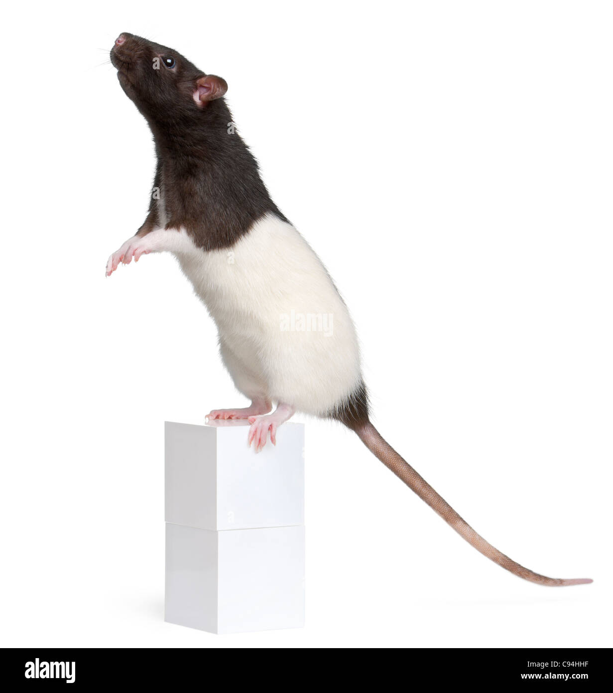 Fancy Rat, 1 year old, standing on box in front of white background ...