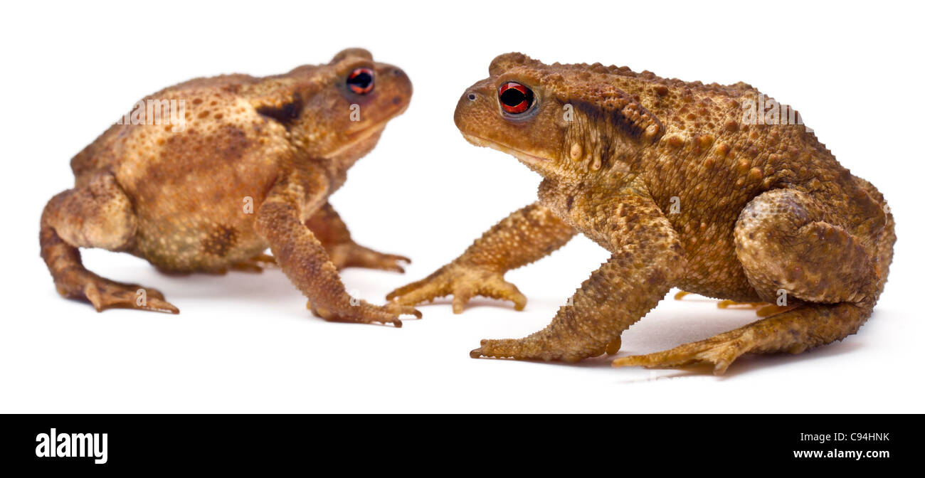 Two common toads or European toads, Bufo bufo, facing each other in ...