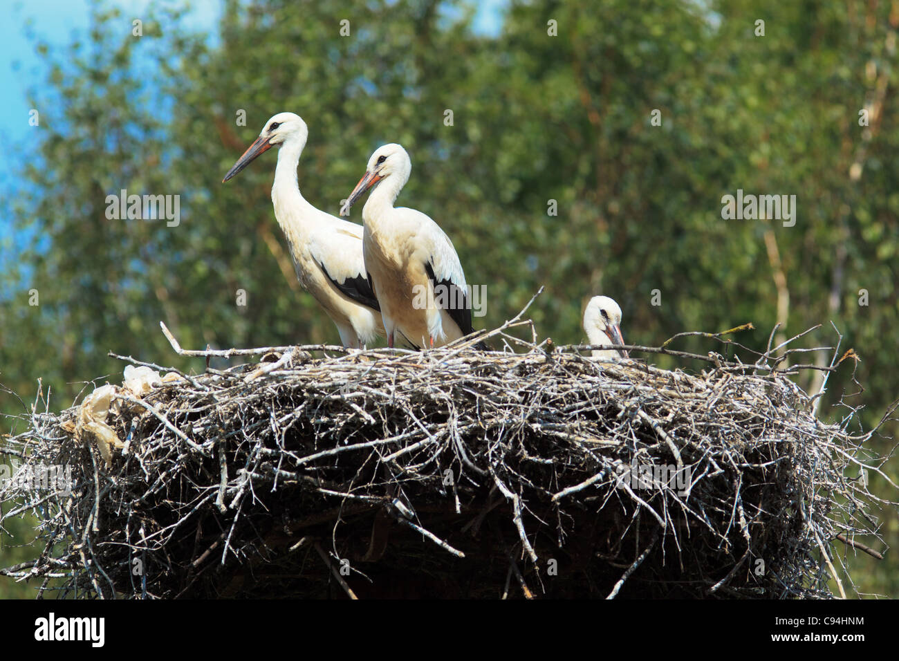 Wild bird in a natural habitat. Wildlife Photography. Ciconia ciconia ...