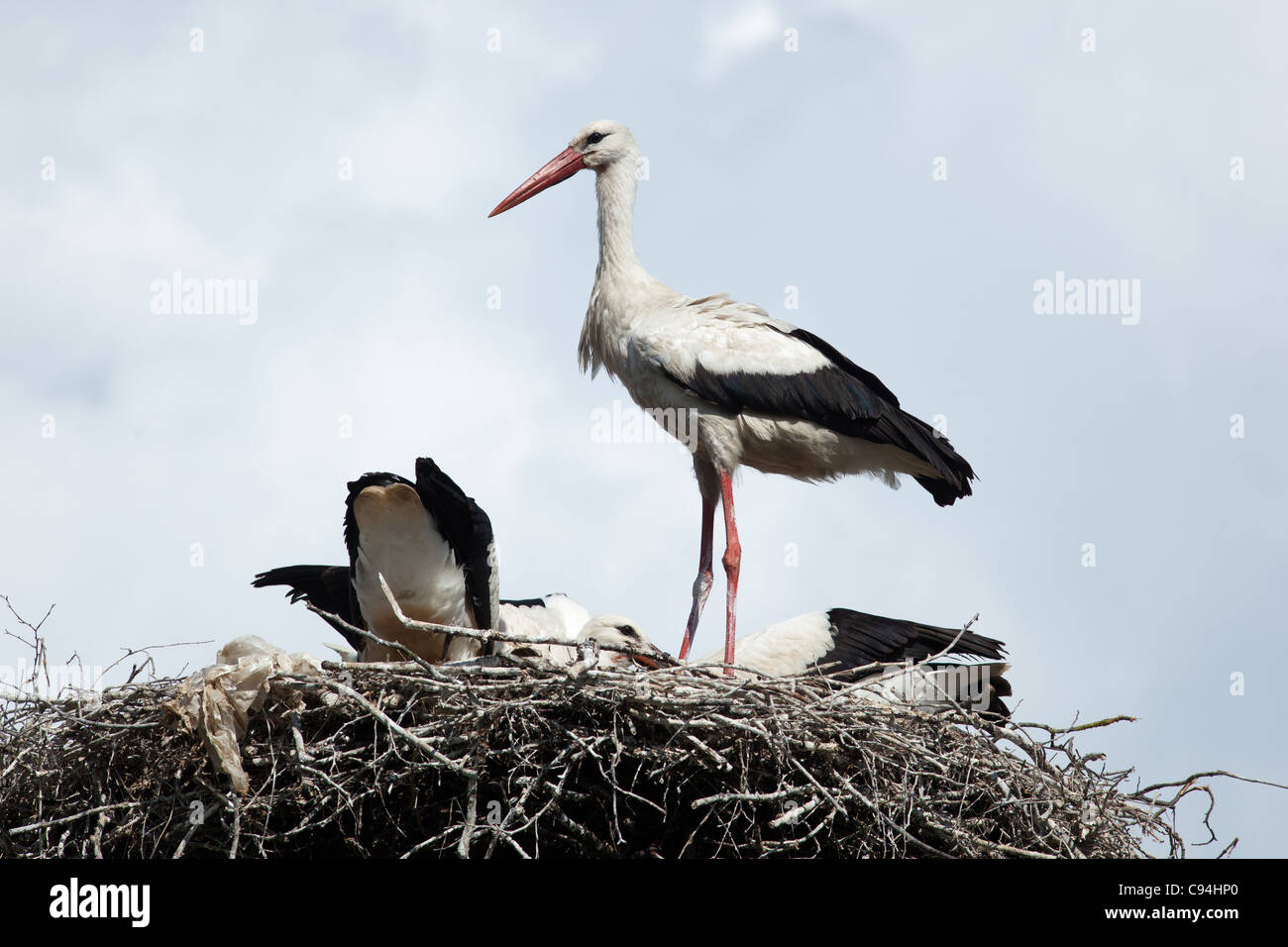 Wild bird in a natural habitat. Wildlife Photography. Ciconia ciconia ...