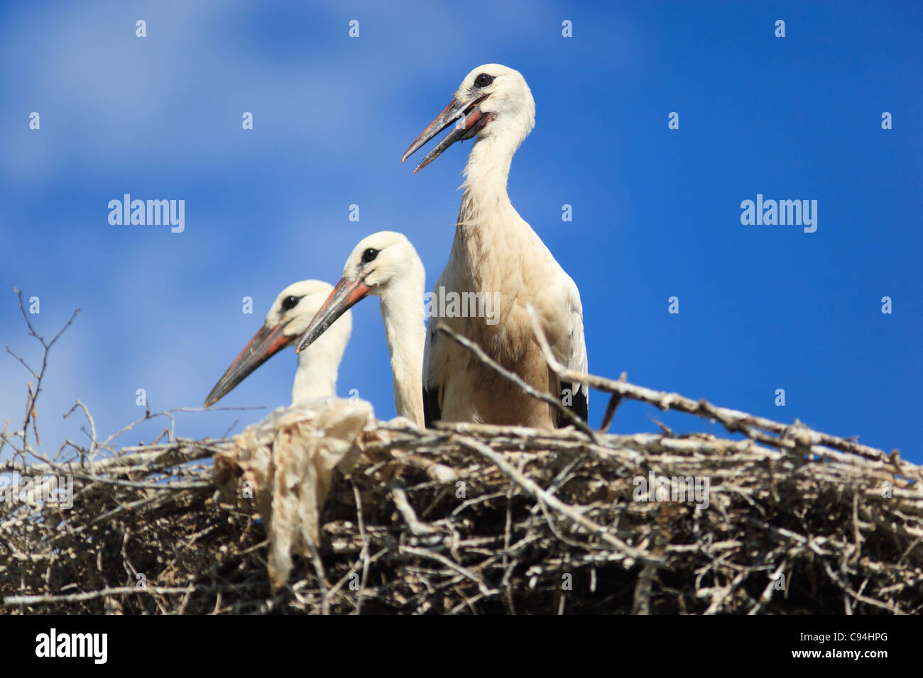 Wild bird in a natural habitat. Wildlife Photography. Ciconia ciconia ...