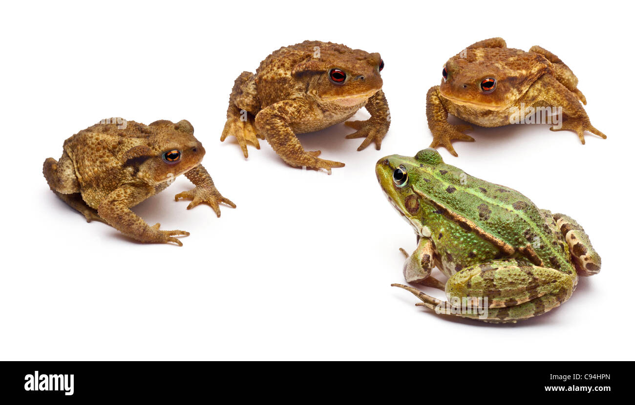 Common European frog, Rana kl. Esculenta, facing common toads or ...