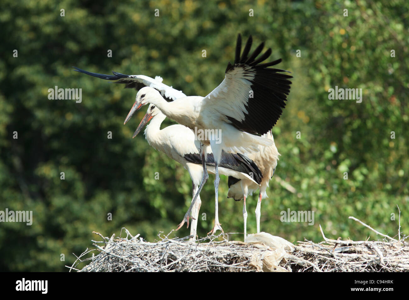 Wild bird in a natural habitat. Wildlife Photography. Ciconia ciconia ...