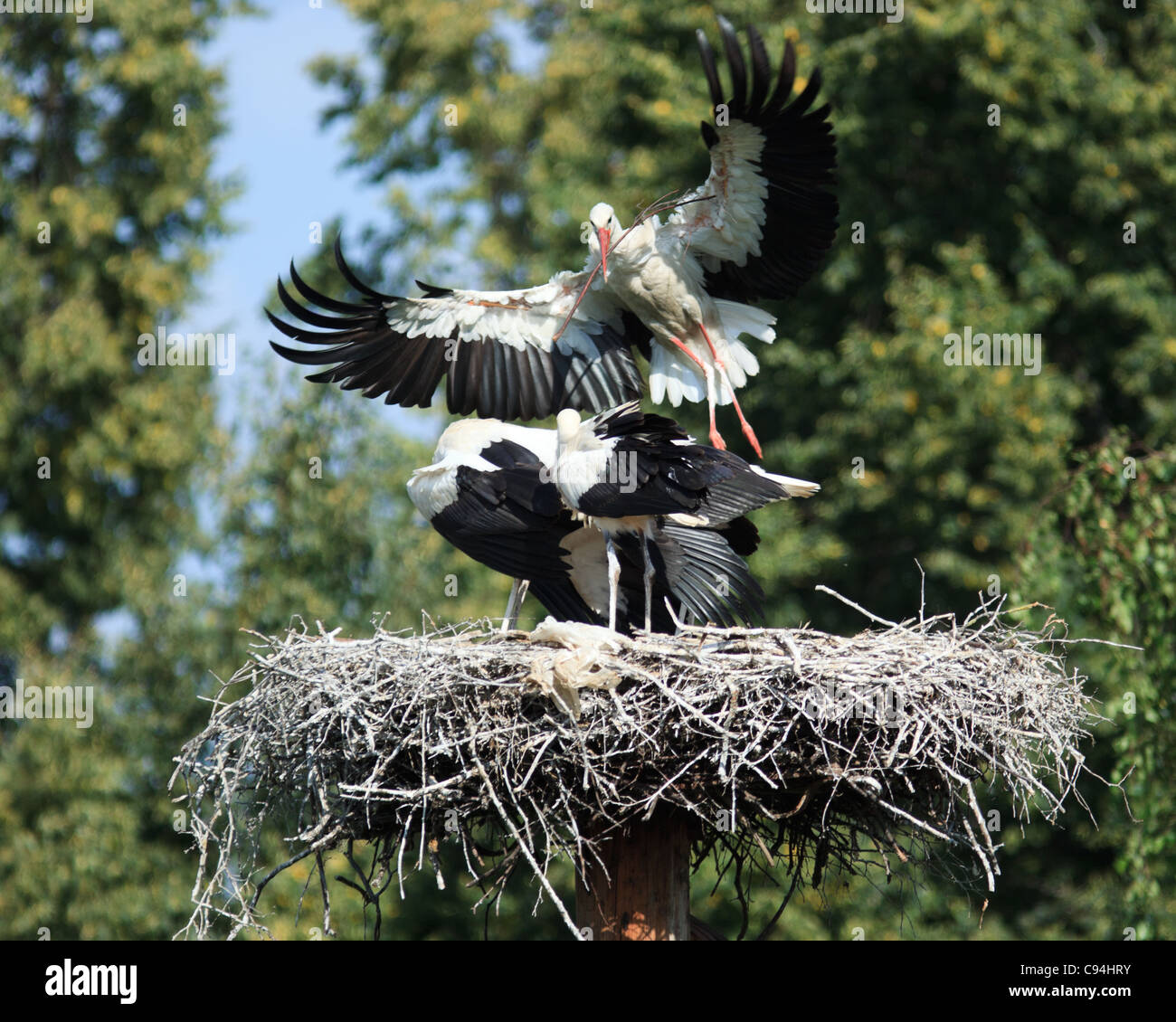 Wild bird in a natural habitat. Wildlife Photography. Ciconia ciconia ...