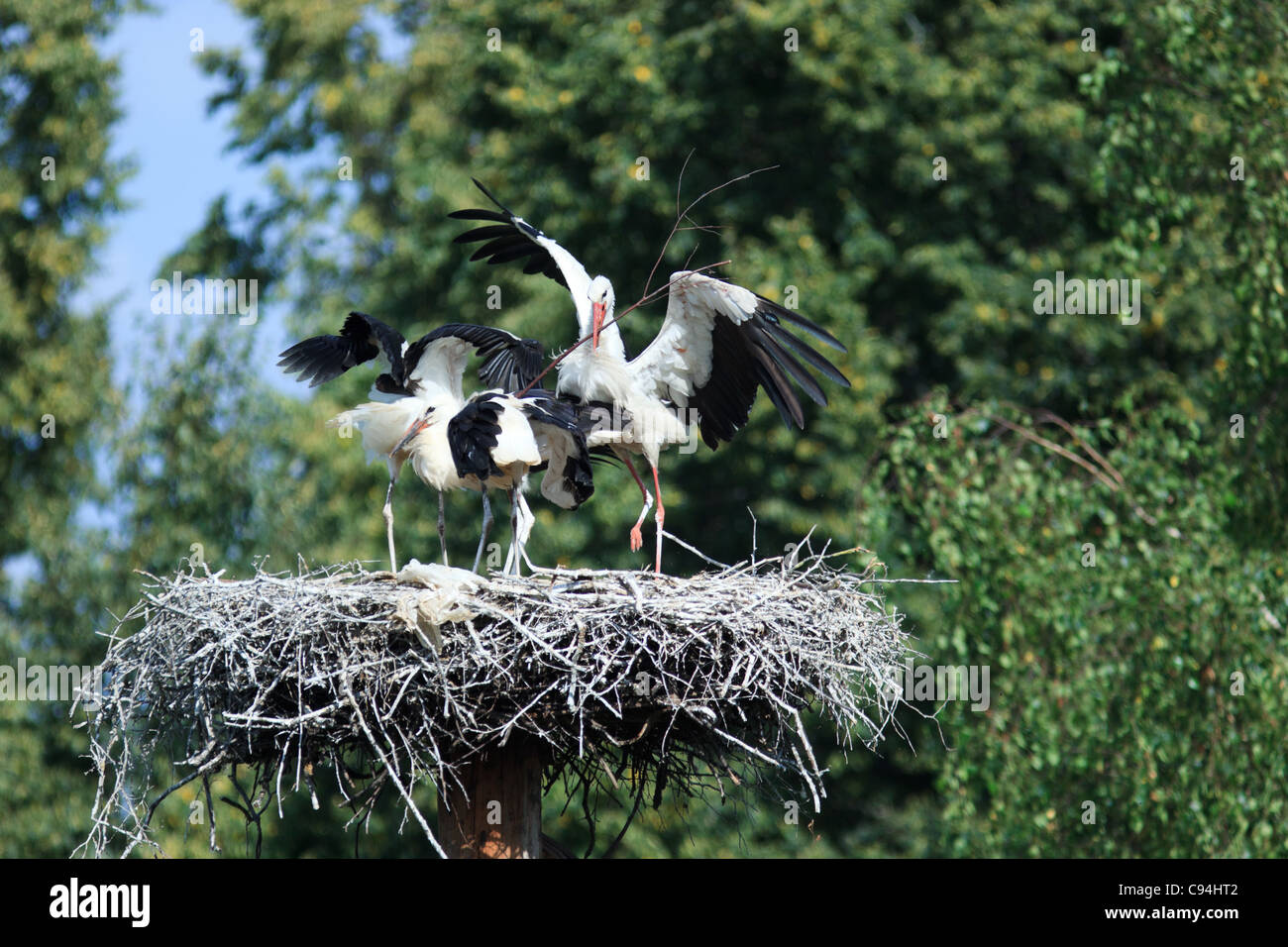 Wild bird in a natural habitat. Wildlife Photography. Ciconia ciconia ...