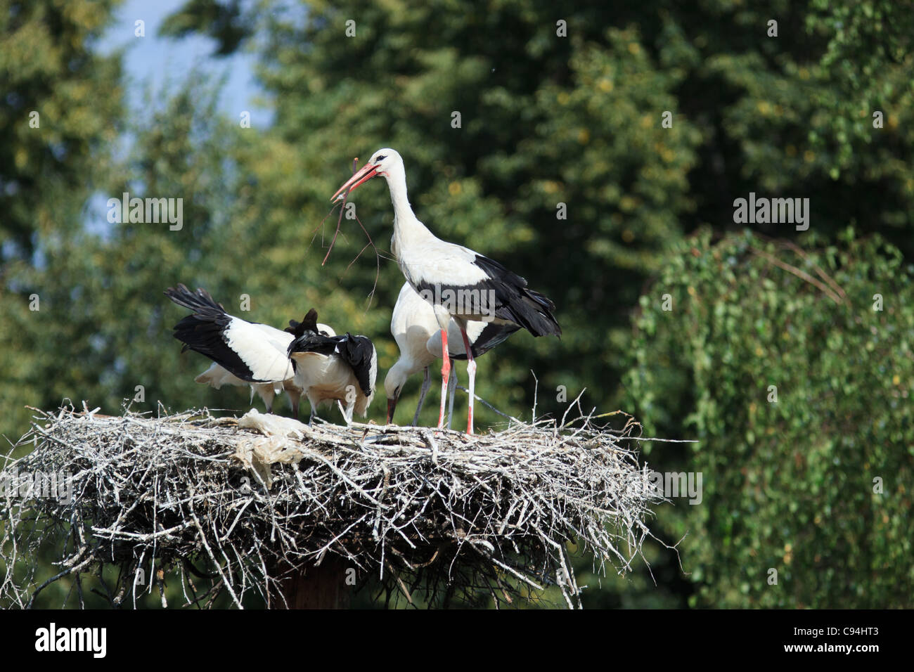 Wild bird in a natural habitat. Wildlife Photography. Ciconia ciconia ...