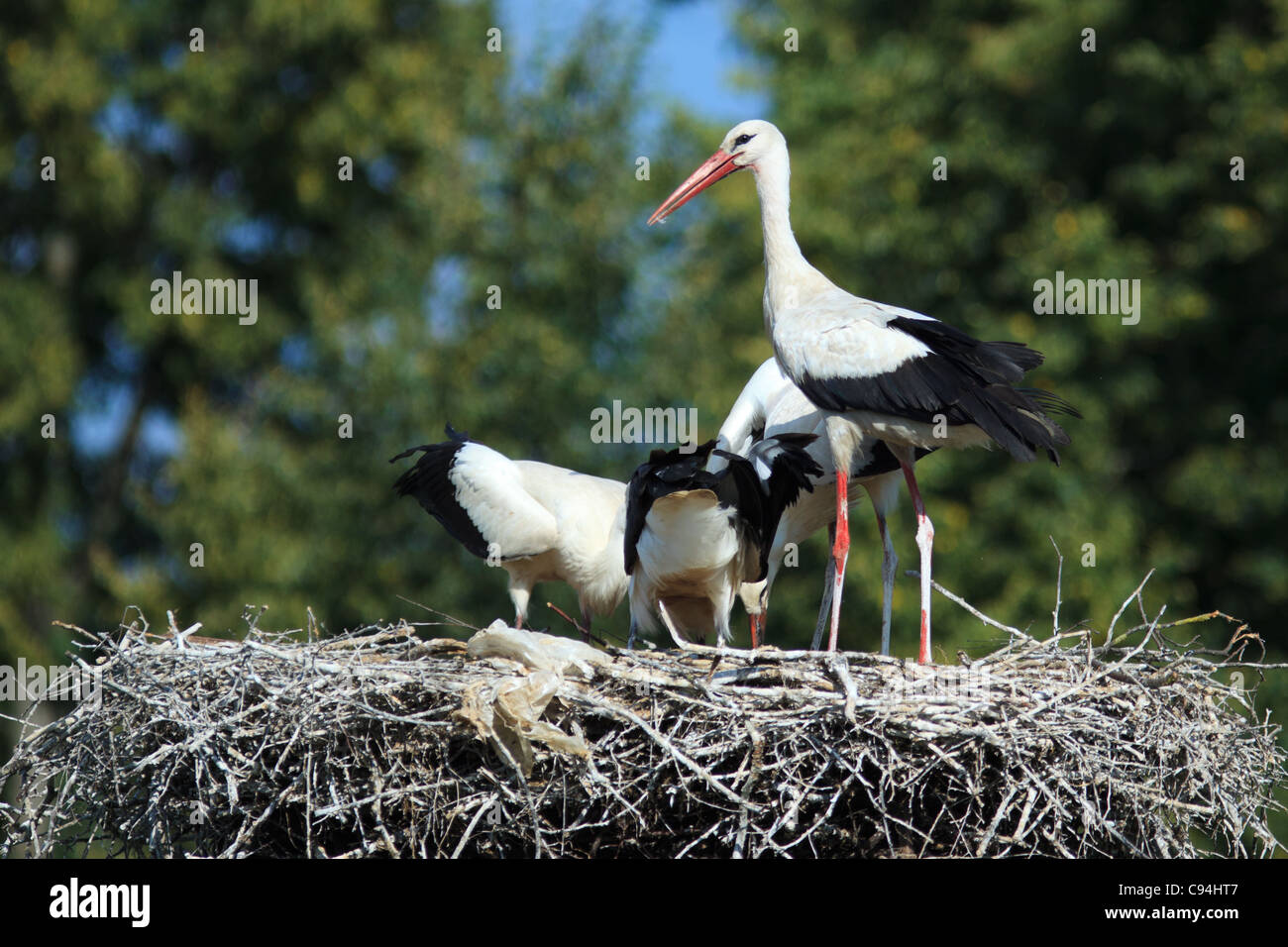 Wild bird in a natural habitat. Wildlife Photography. Ciconia ciconia ...