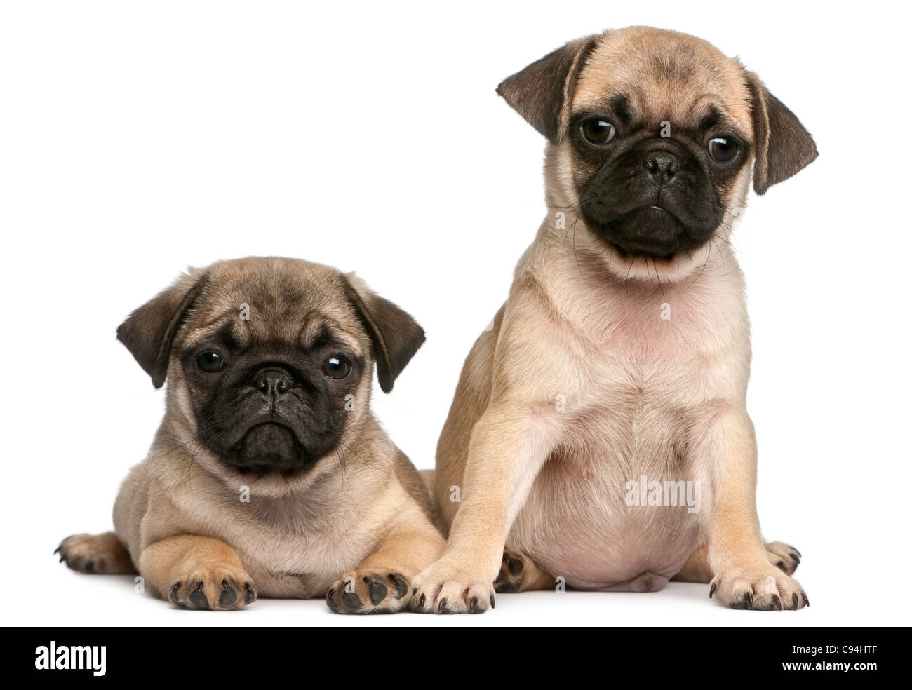 Brown Pug Puppies Dogs: Two Pug Puppies Nuzzling Photo WP41980