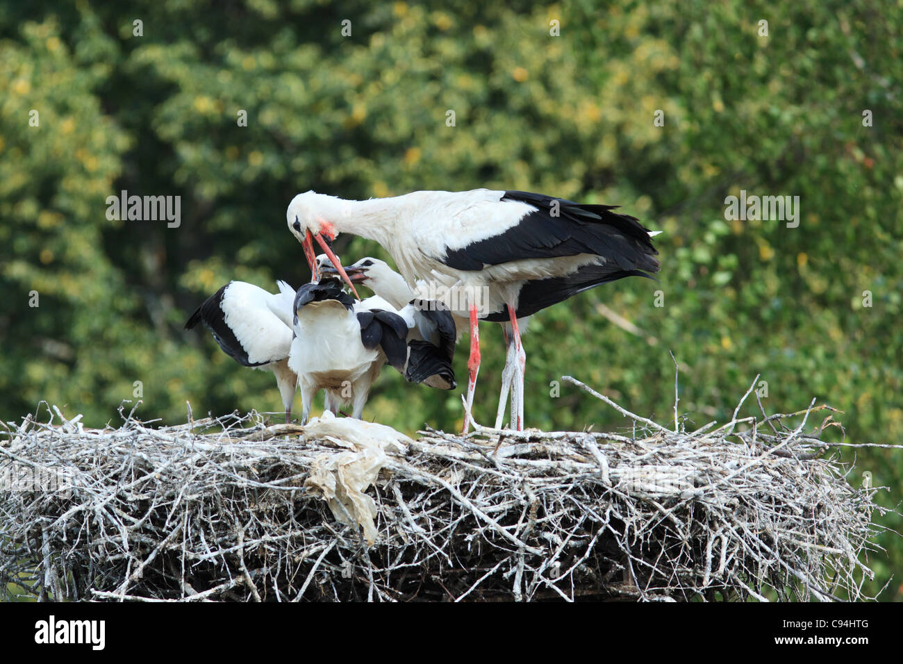Wild bird in a natural habitat. Wildlife Photography. Ciconia ciconia ...