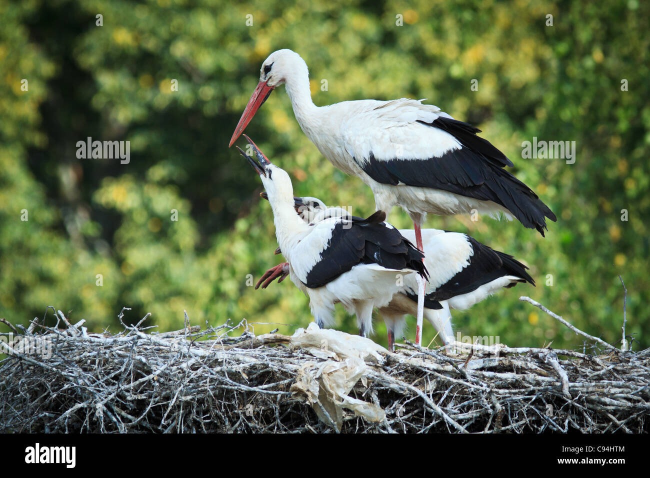 Wild bird in a natural habitat. Wildlife Photography. Ciconia ciconia ...