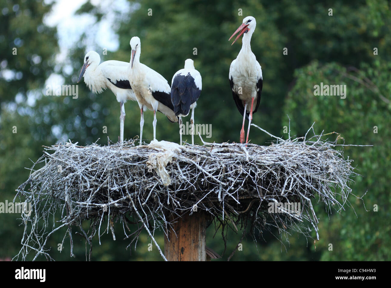 Wild bird in a natural habitat. Wildlife Photography. Ciconia ciconia ...