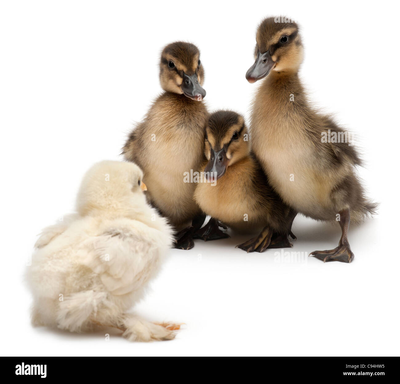 Three Mallards or wild ducks, Anas platyrhynchos, 3 weeks old, facing a ...