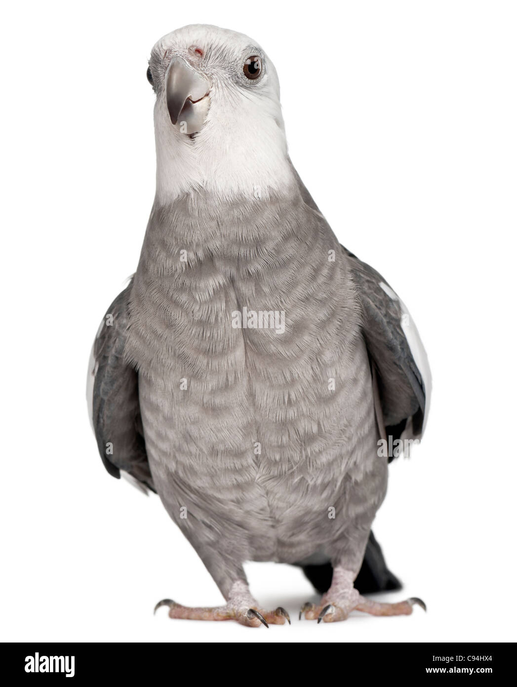 Male Cockatiel, Nymphicus hollandicus, in front of white background ...