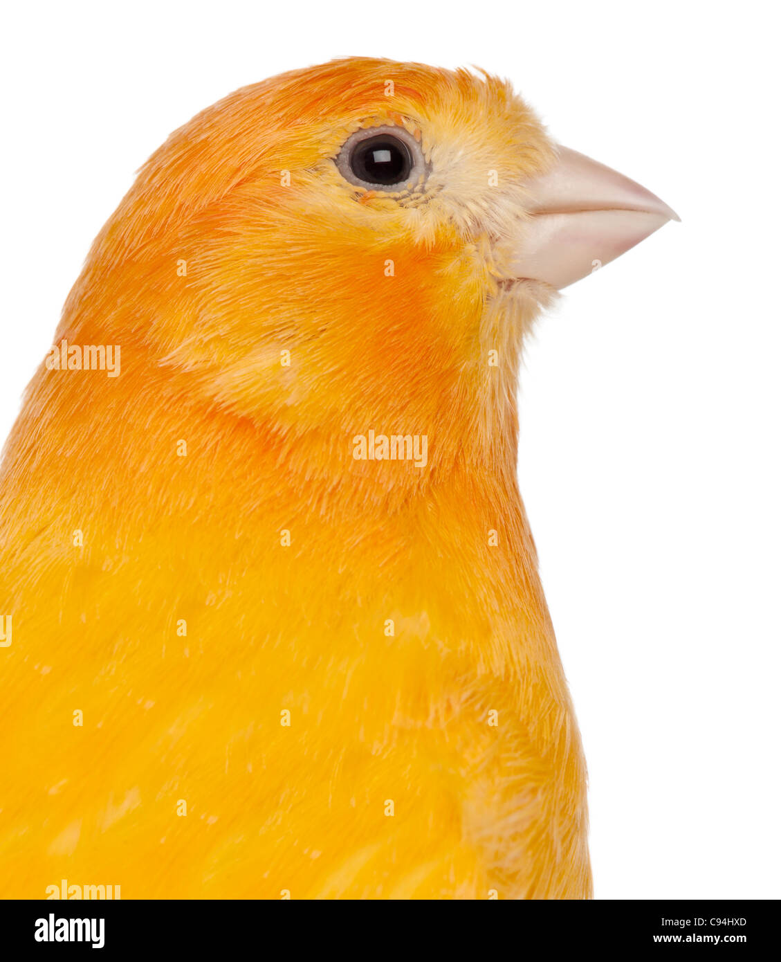 Close-up of Canary, Serinus canaria domestica, 2 years old, in front of ...